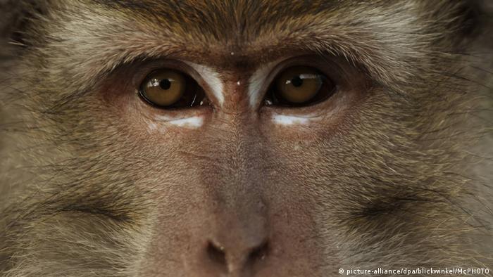 Monkey Tag on SideQuest - Oculus Quest Games & Apps including AppLab ...