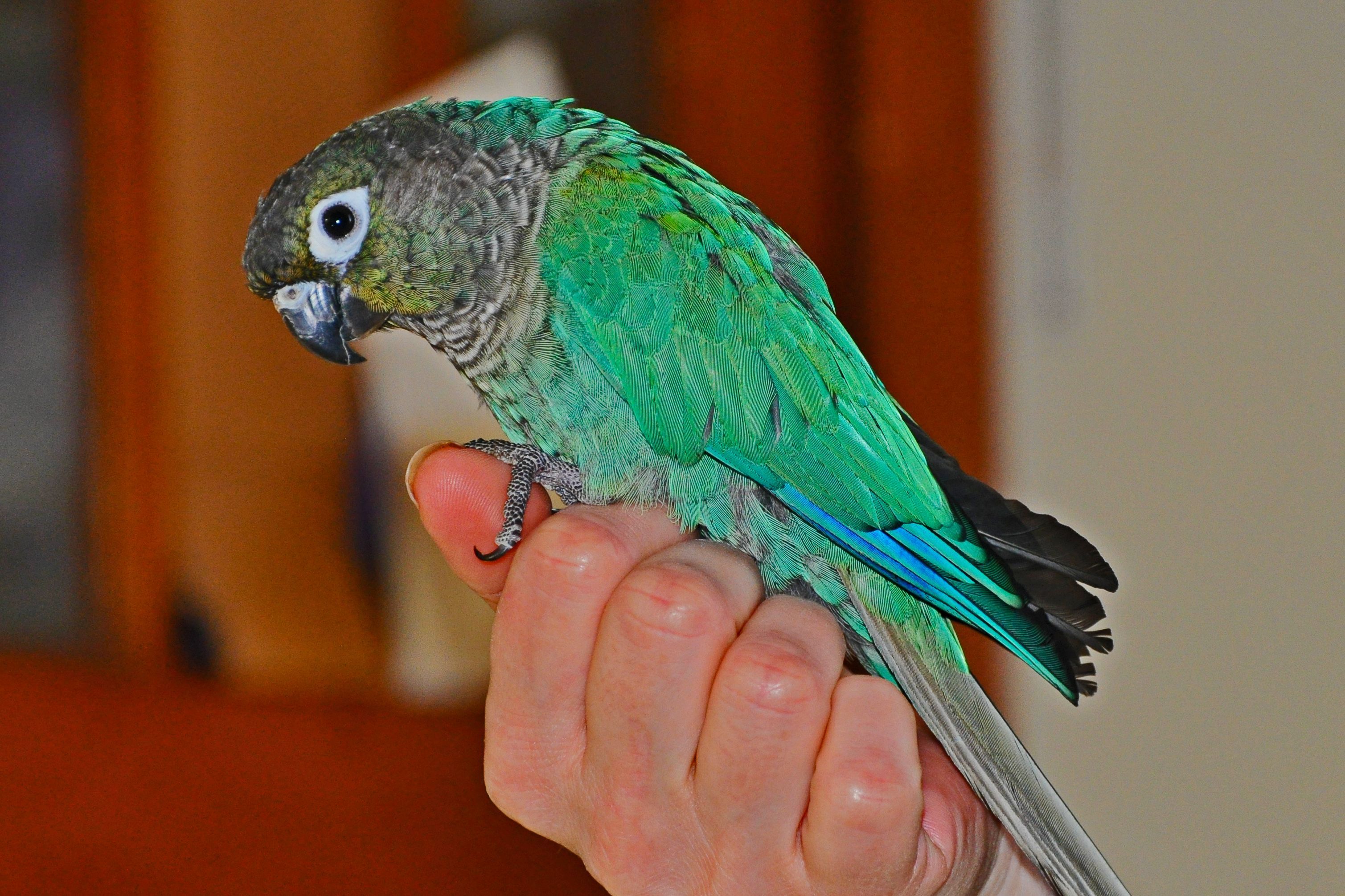 rio runners on SideQuest Oculus Quest Games & Apps including AppLab Games ( Oculus App Lab )