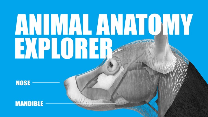 Animal Anatomy Explorer on Oculus Quest 2 on SideQuest - Oculus Quest ...