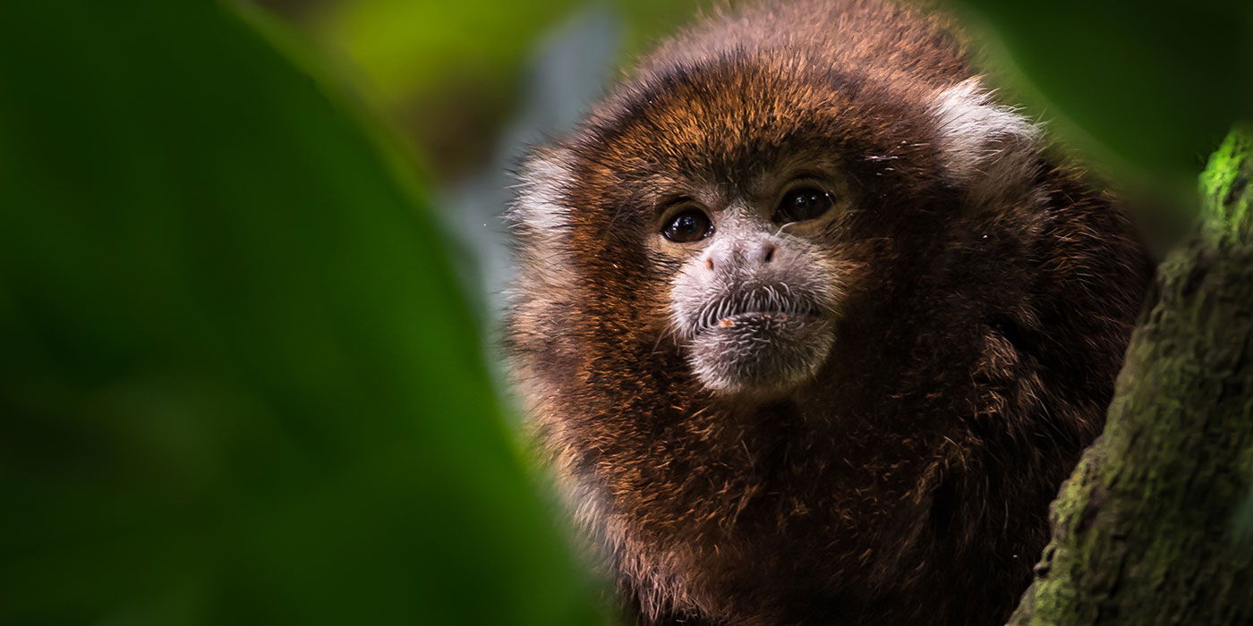 TITI RUNNERS on SideQuest Oculus Quest Games & Apps including AppLab ...