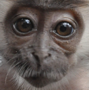 Monkey Jumpers on SideQuest - Oculus Quest Games & Apps including ...