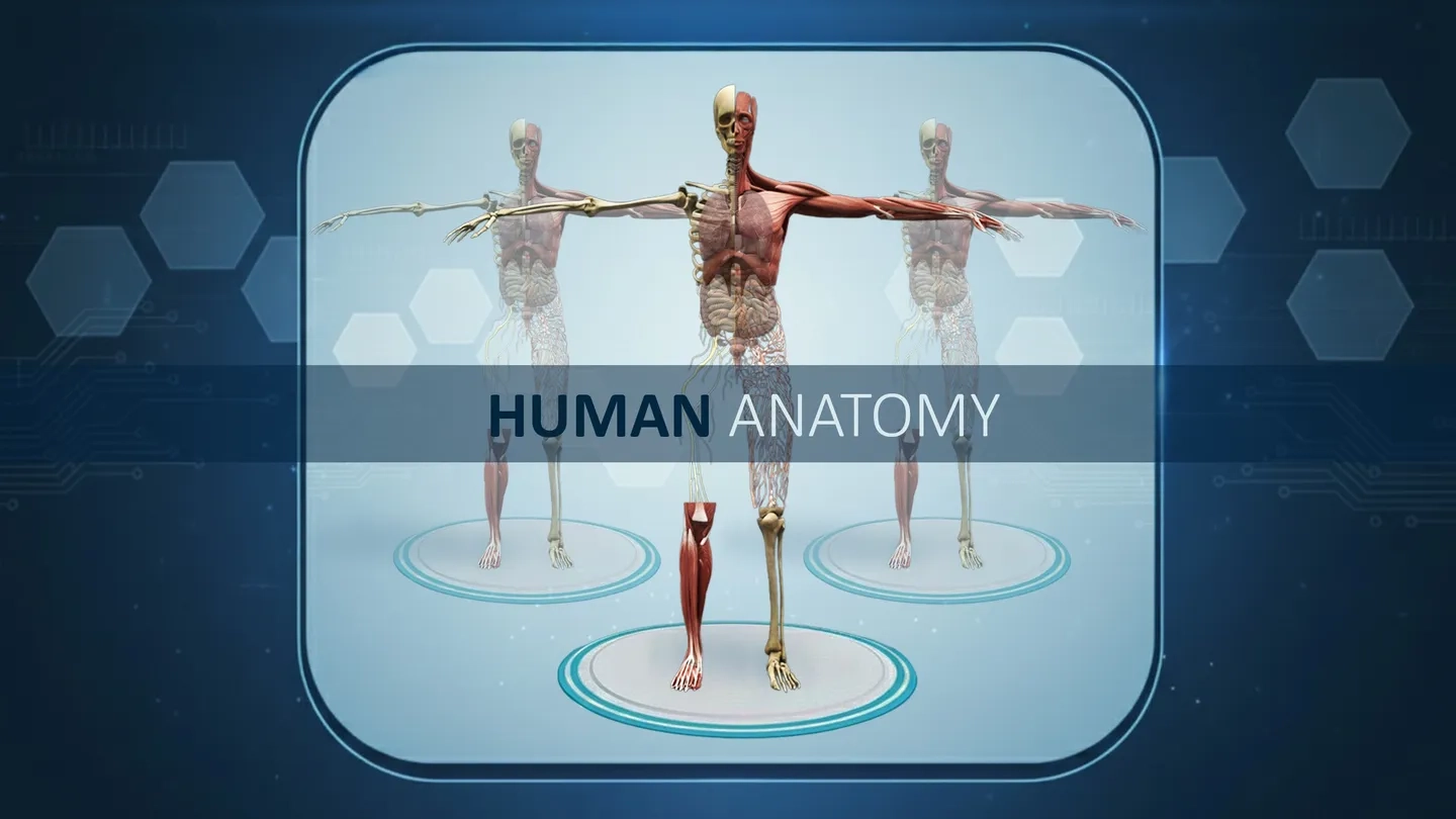 Human Anatomy VR on SideQuest Oculus Quest Games & Apps including ...