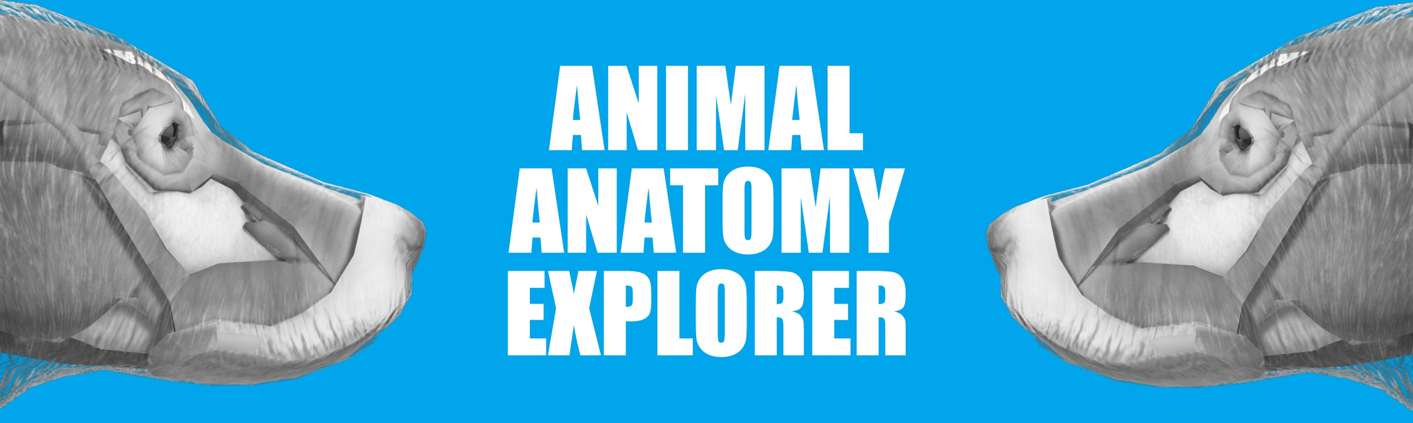Animal Anatomy Explorer on SideQuest - Oculus Quest Games & Apps ...